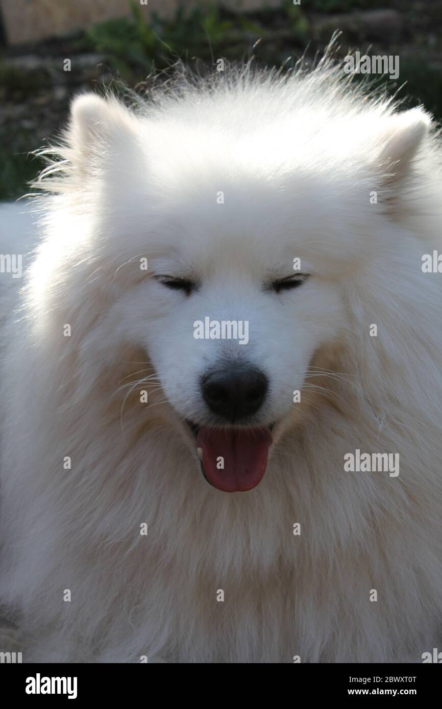 Samoyed dog white fur closeup of head also know as smiling Samoyed full ...