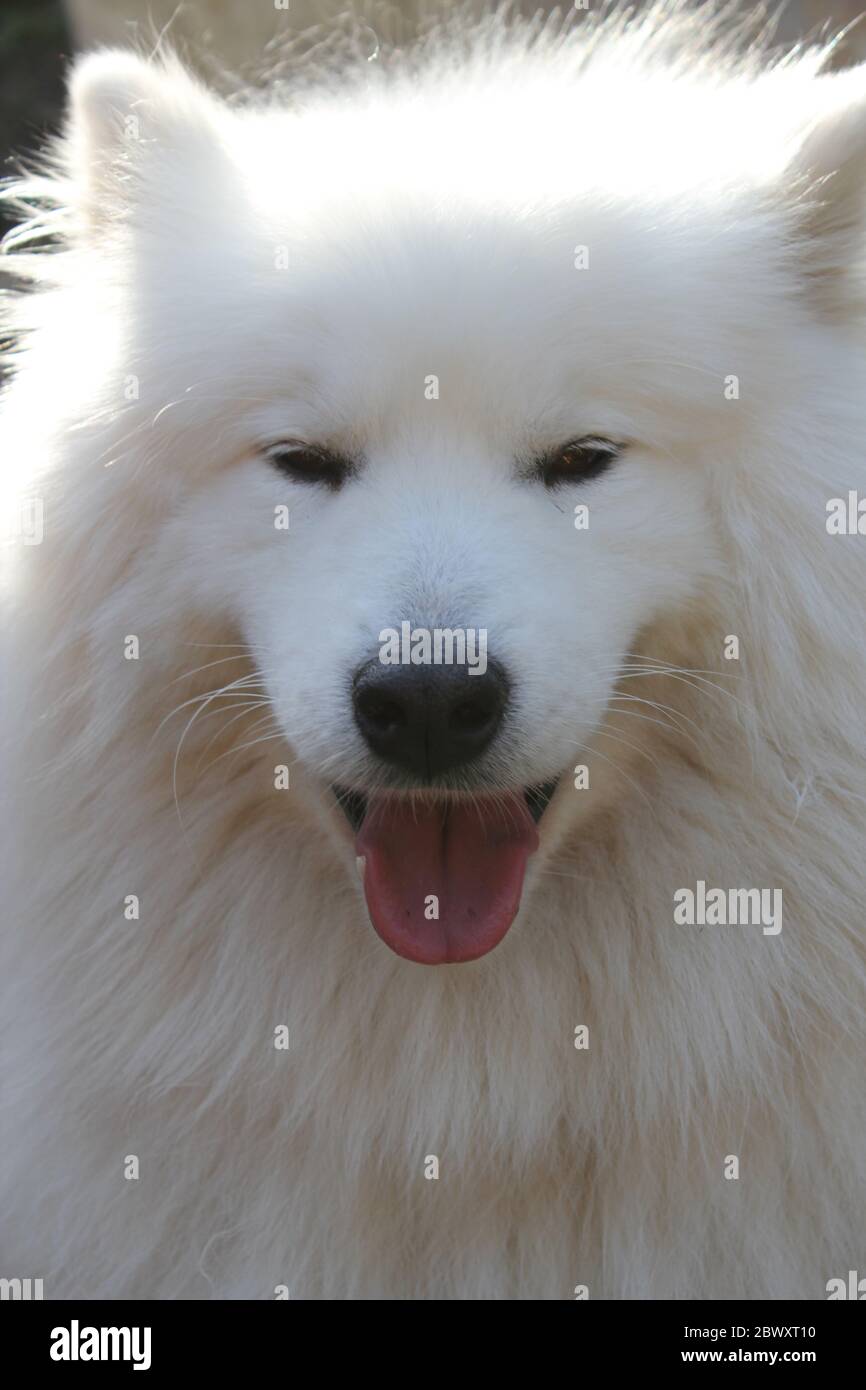 Samoyed dog white fur closeup of head also know as smiling Samoyed full ...