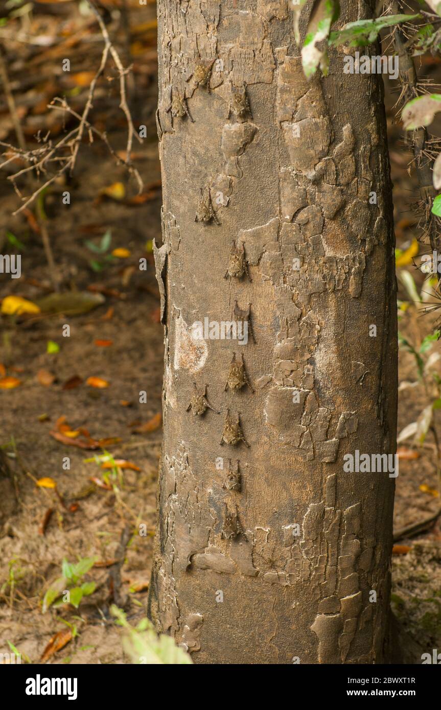Long-nosed bats resting on the trunk of a tree along the Maranon River ...