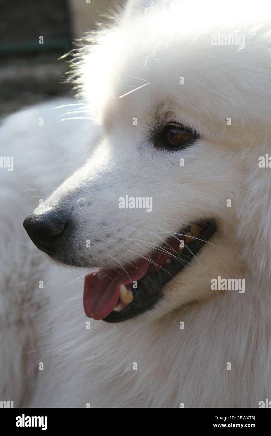 Samoyed dog white fur closeup of head also know as smiling Samoyed full ...