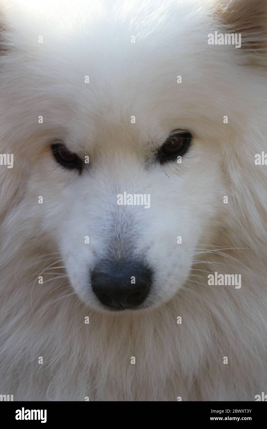 Samoyed dog white fur closeup of head also know as smiling Samoyed full ...