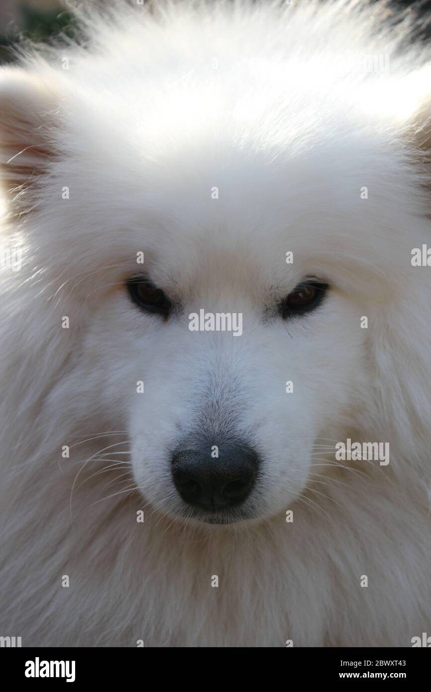 Samoyed dog white fur closeup of head also know as smiling Samoyed full ...