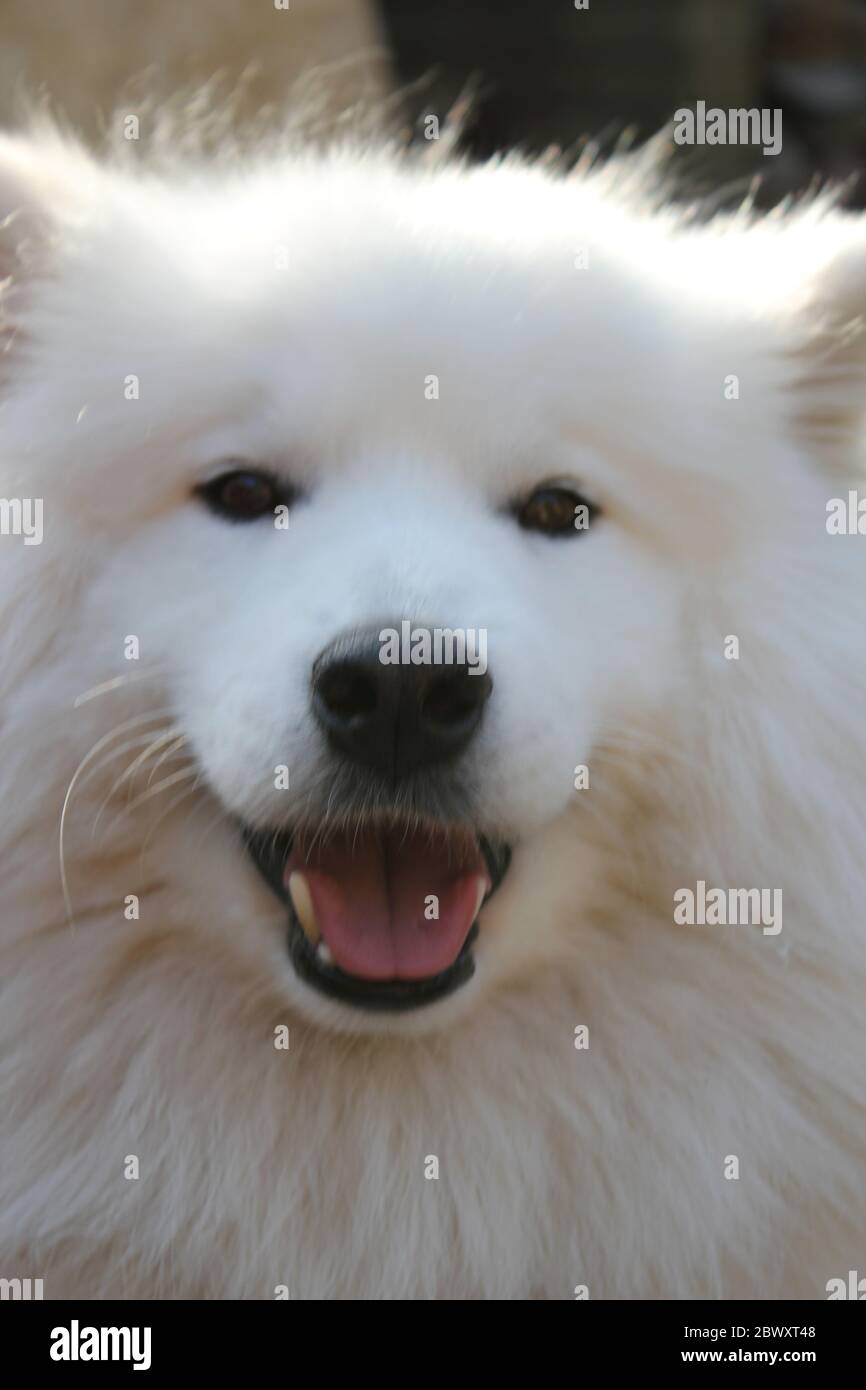Samoyed dog white fur closeup of head also know as smiling Samoyed full ...