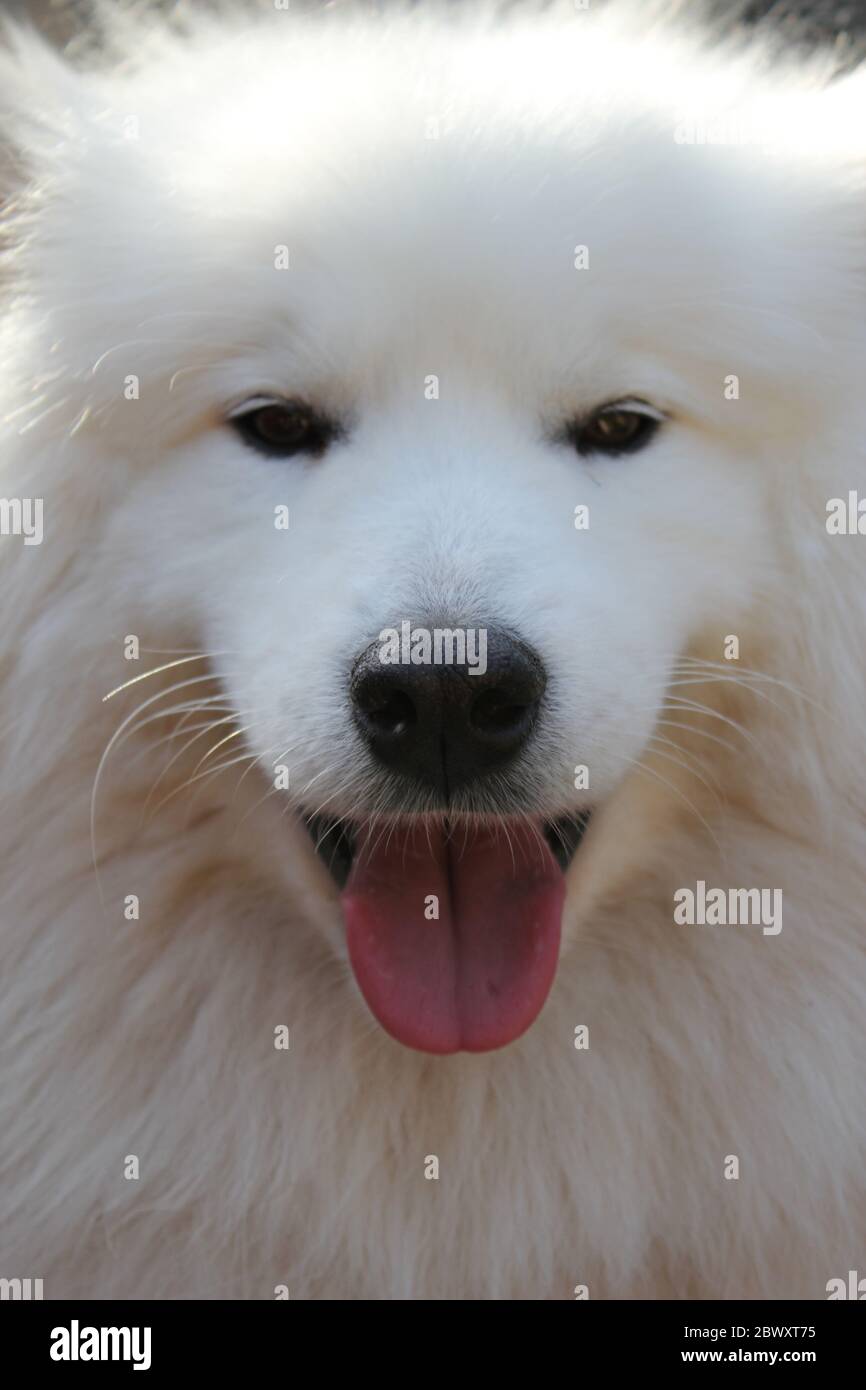 Samoyed dog white fur closeup of head also know as smiling Samoyed full ...