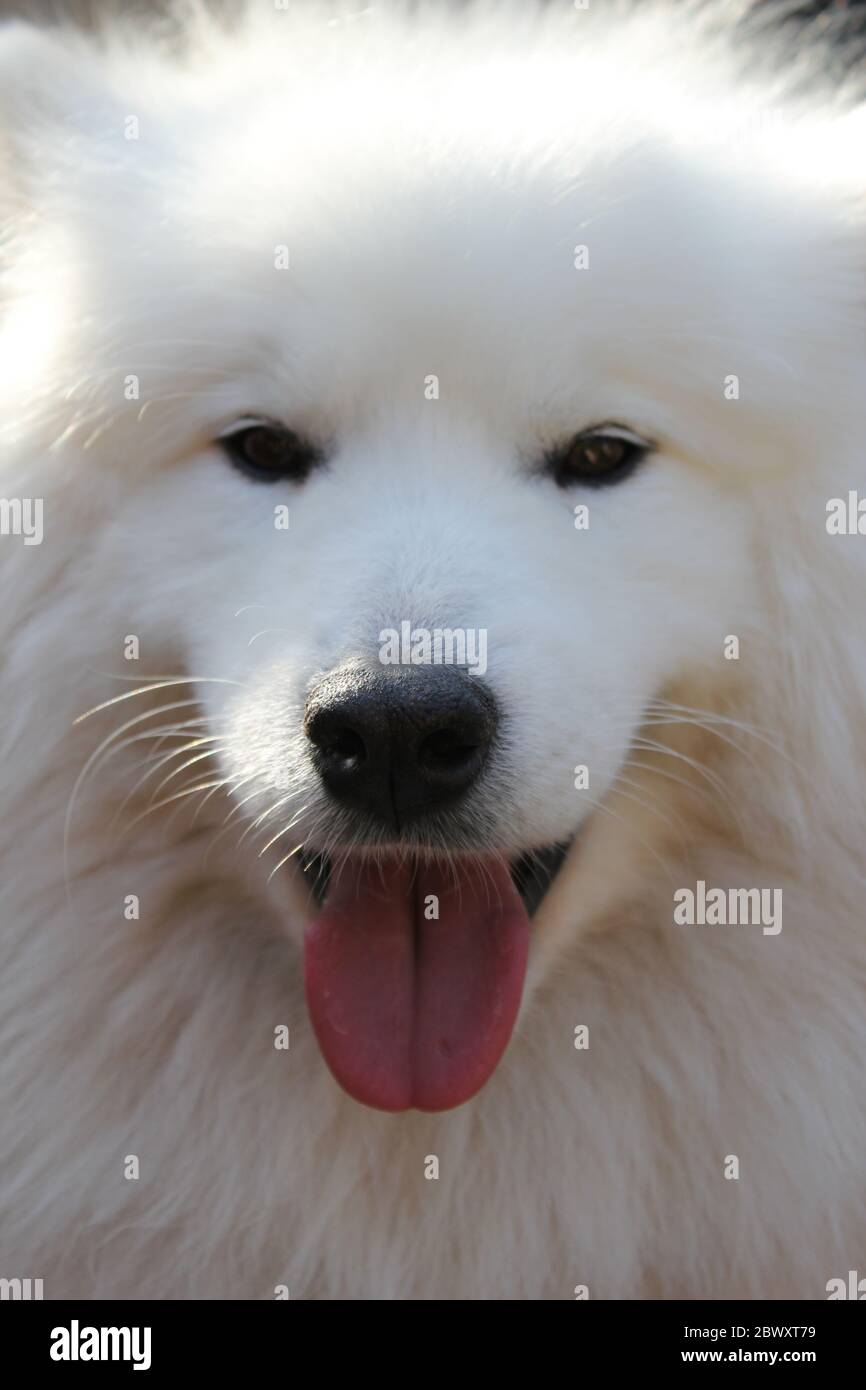 Samoyed dog white fur closeup of head also know as smiling Samoyed full ...