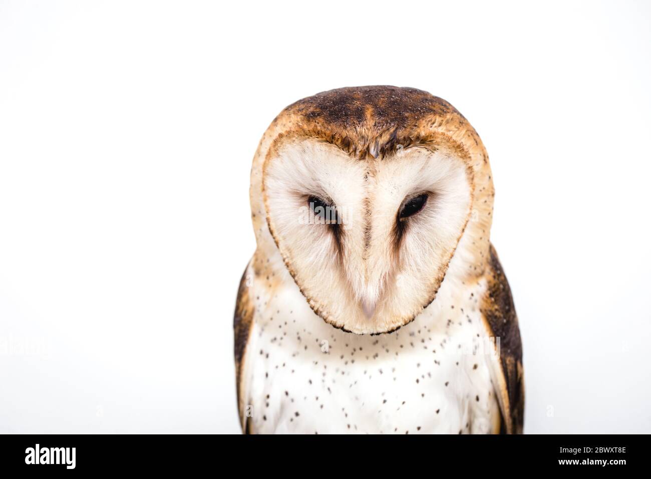 Photo of an owl in macro photography, high resolution owl cub photo ...