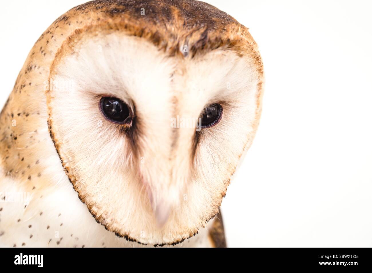 Church owl hi-res stock photography and images - Alamy