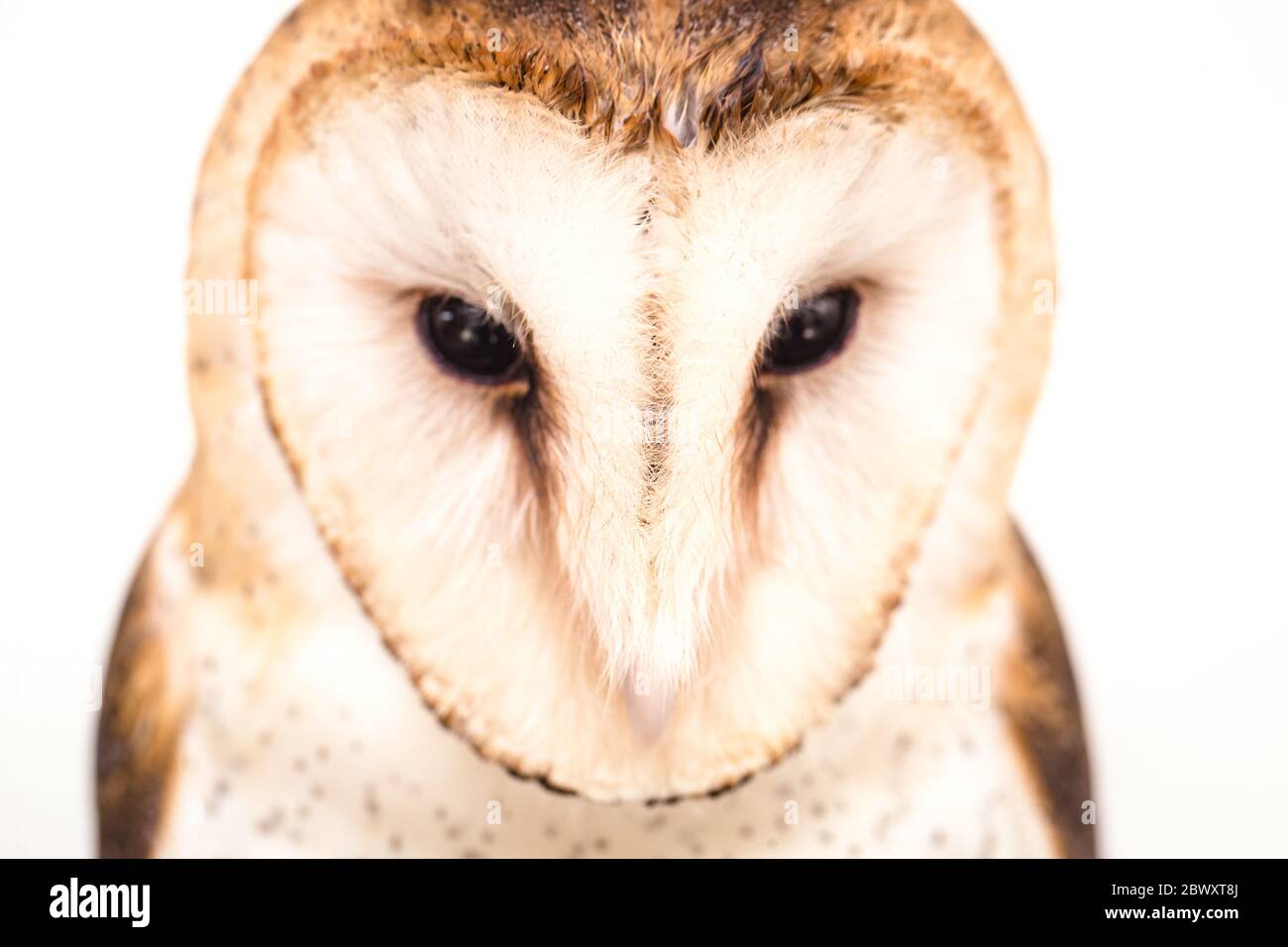 Photo of an owl in macro photography. Owl of the Towers (Tyto furcata ...