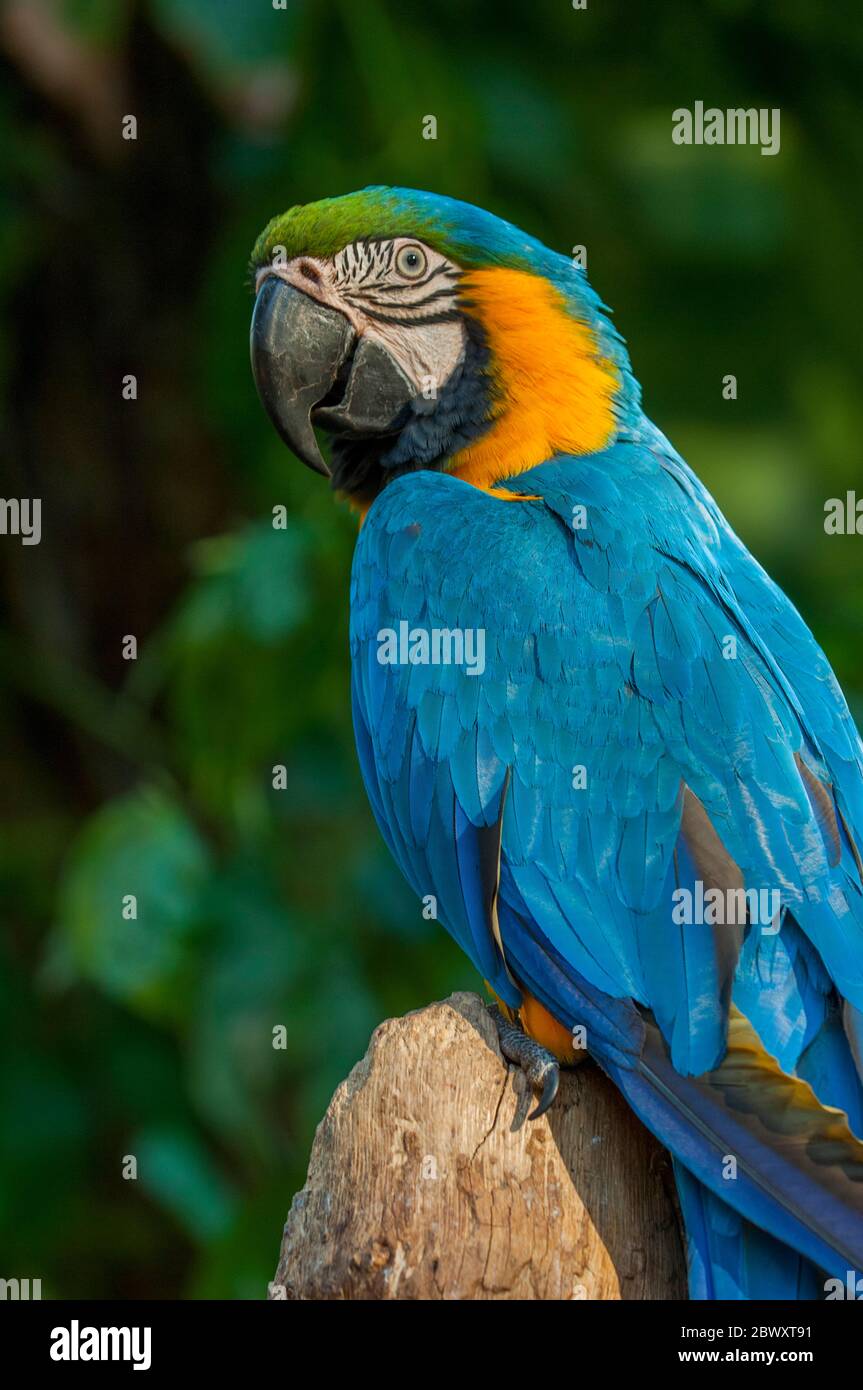 A Blue-and-yellow macaw (Ara ararauna) in Iguassu, Brazil Stock Photo - Alamy