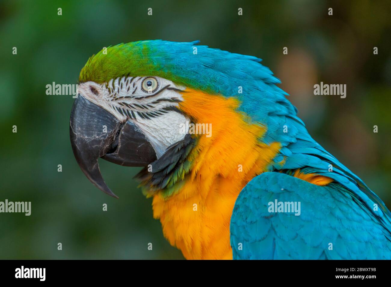 BRAZIL, IGUASSU, BLUE-AND-YELLOW MACAW, Ara ararauna, PORTRAIT Stock Photo - Alamy