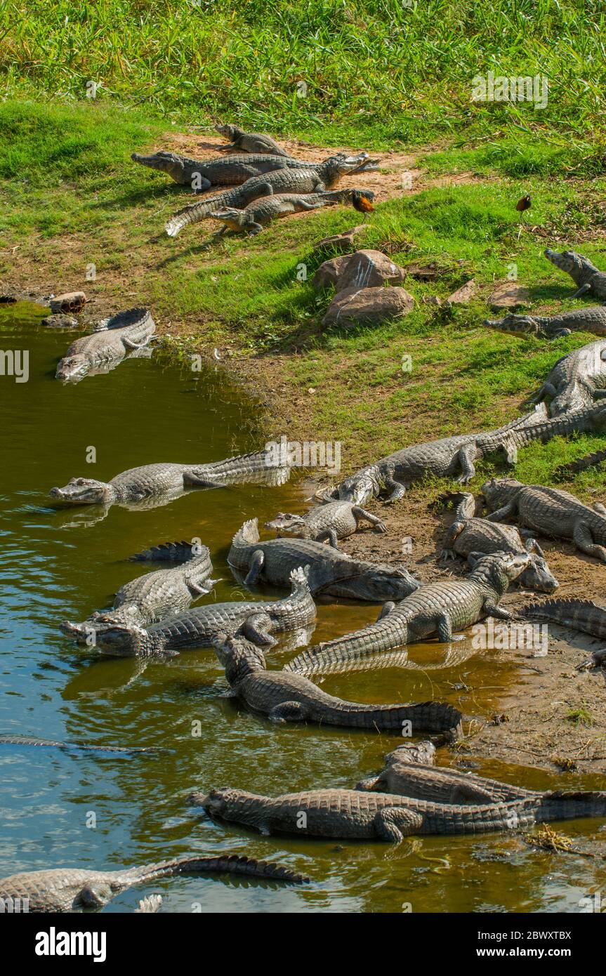 Yacare caimans (Caiman yacare) sunning on a beach at the Caiman Ranch ...