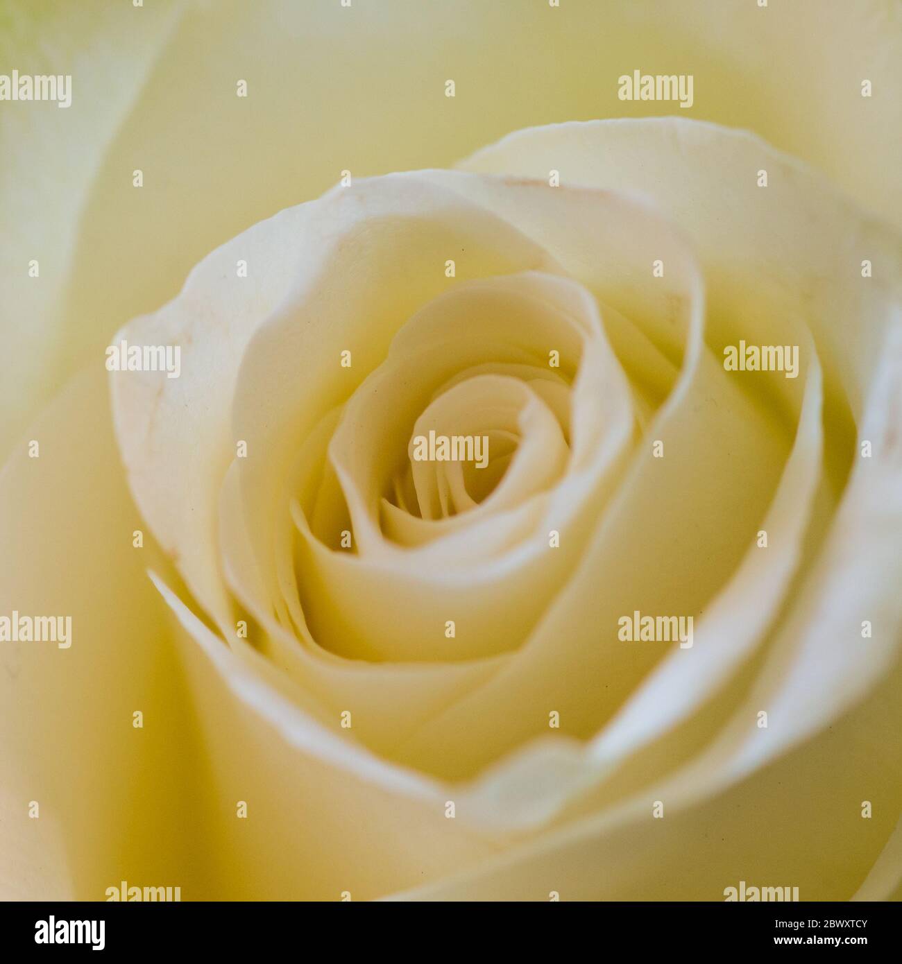 Cream coloured rose hi-res stock photography and images - Alamy