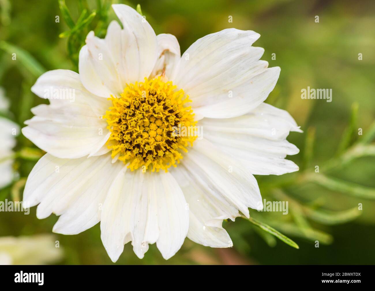 Cosmos bipinnatus ‘xanthos’ hi-res stock photography and images - Alamy