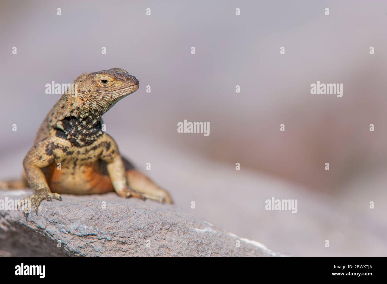 Close-up of a male Lava lizard on Hood Island (Espanola Island) in the ...
