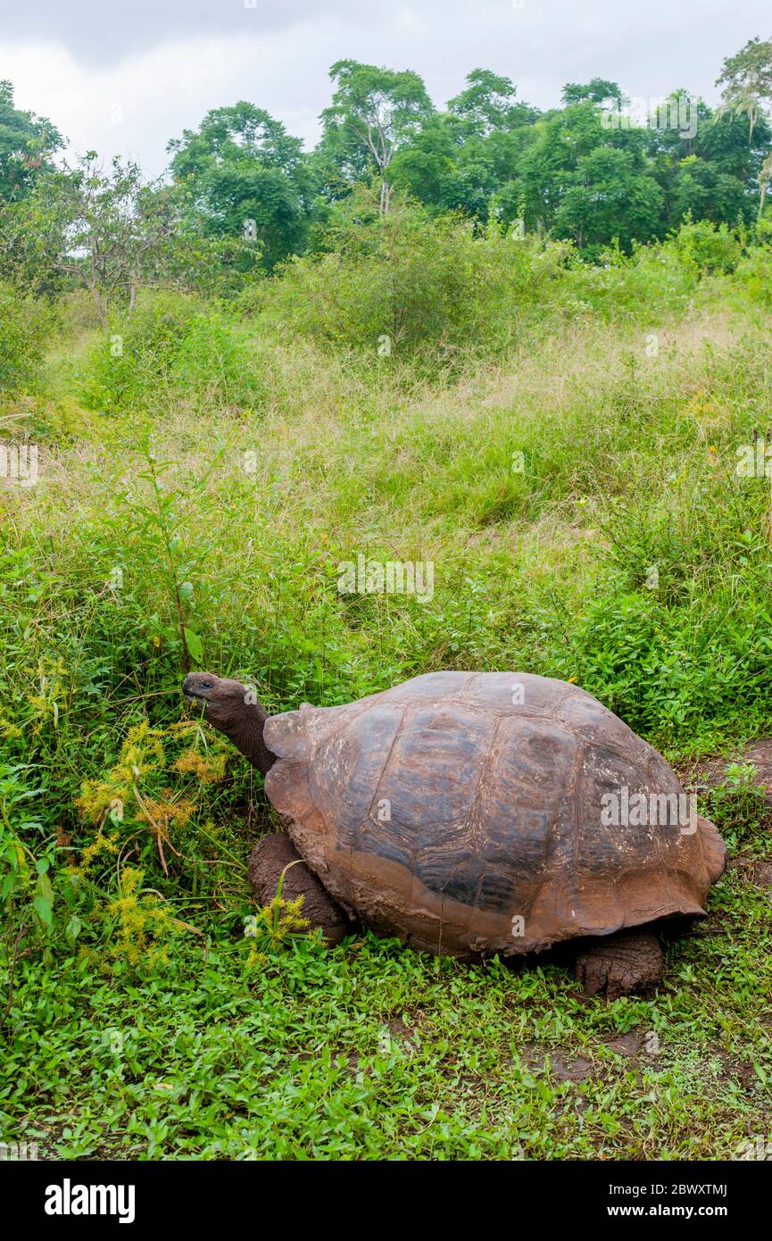 A giant Galapagos tortoise (Geochelone elephantopus) in the highlands ...