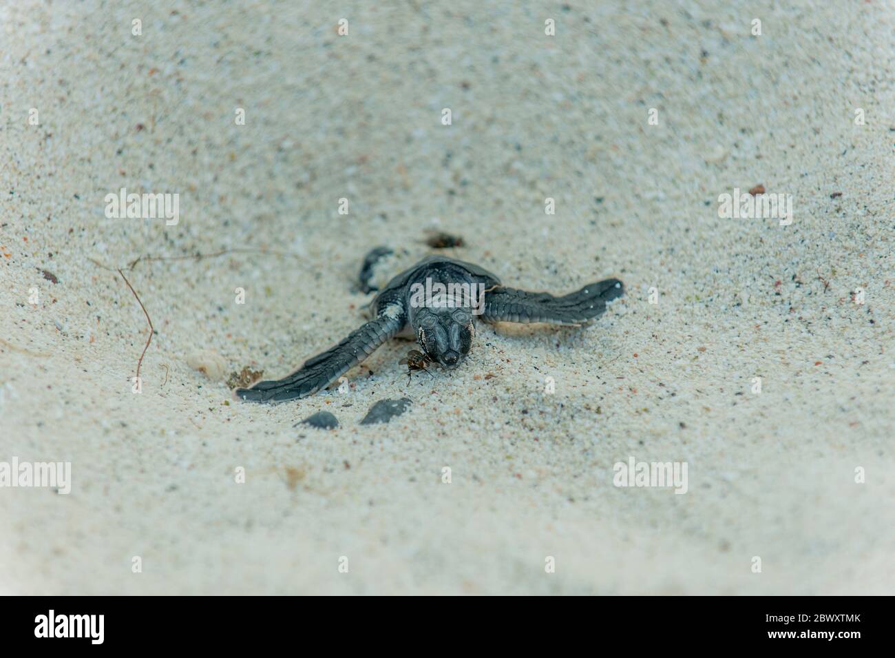 Sea turtles hatching on a beach on Hood Island (Espanola Island) in the ...