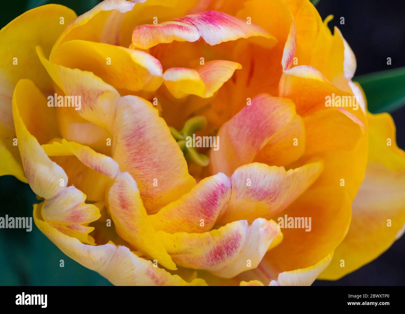 Foxtrot tulip hi-res stock photography and images - Alamy