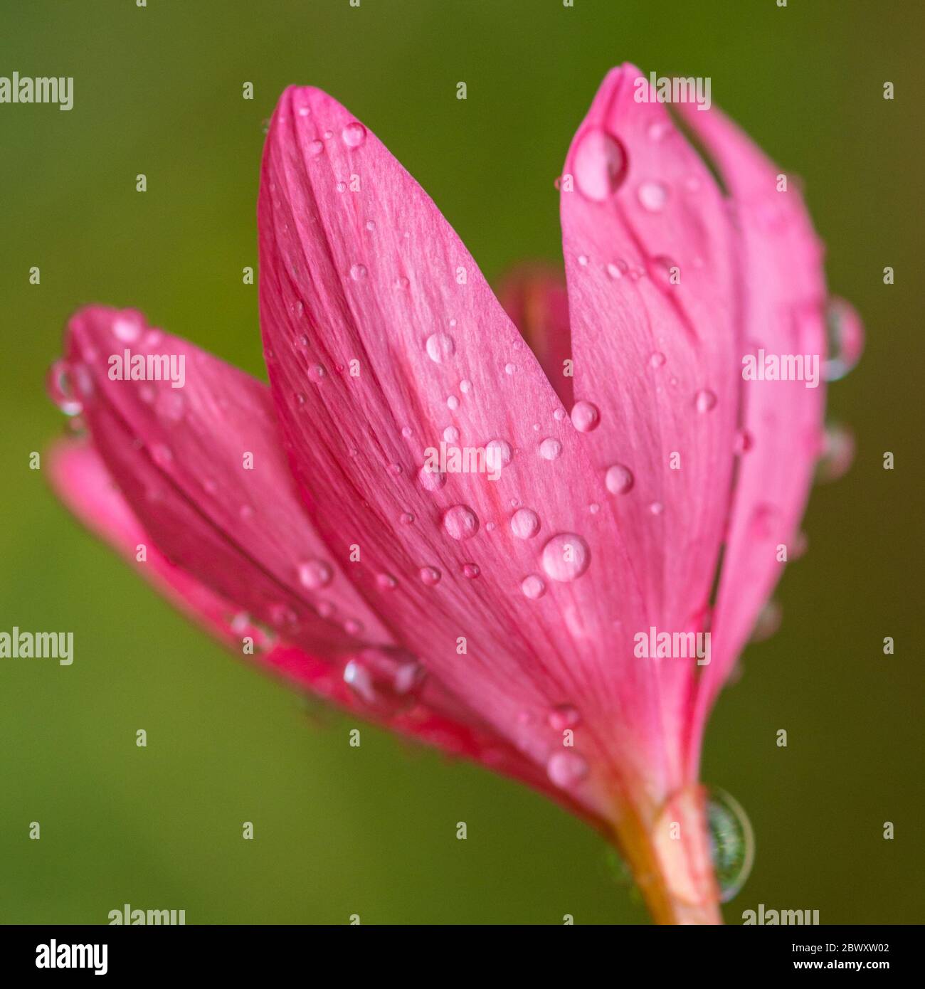 Wet petals hi-res stock photography and images - Alamy