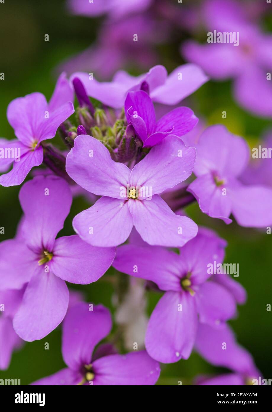 A macro shot of some lilac coloured dame's rocket blooms Stock Photo ...