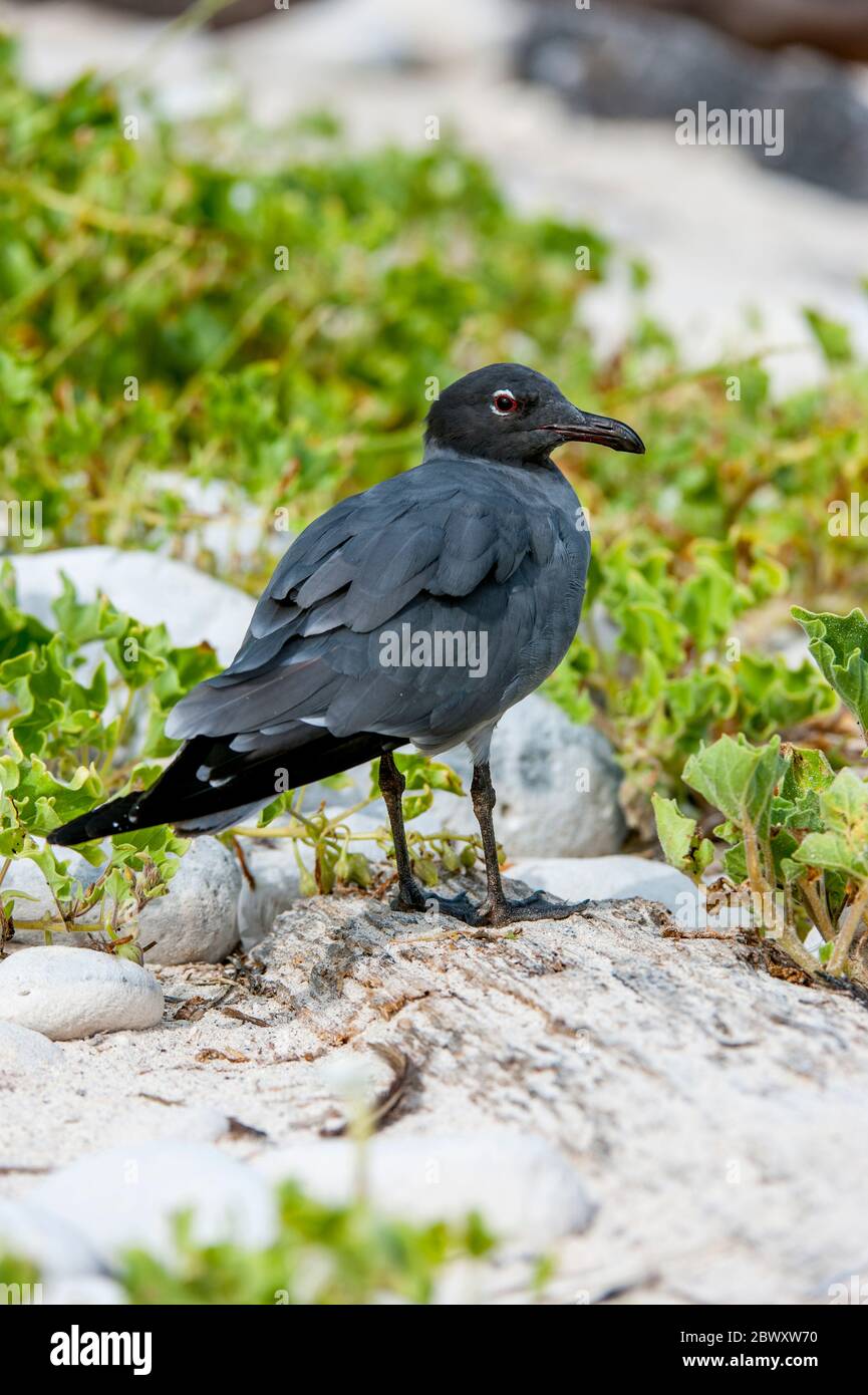 A Lava gull (Larus fuliginosus) on a beach of Genovesa Island (Tower ...