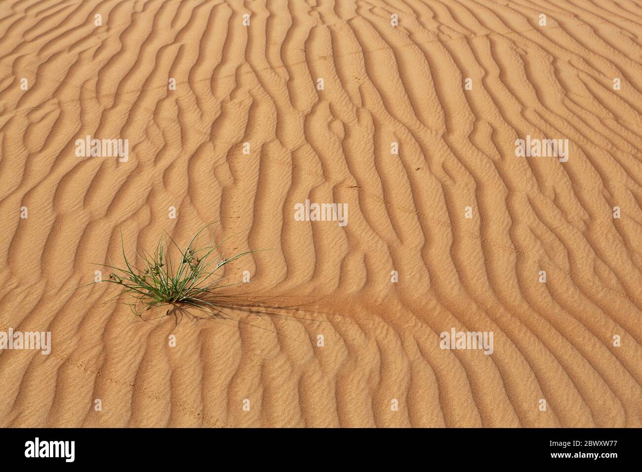 Sandy grass texture hi-res stock photography and images - Alamy