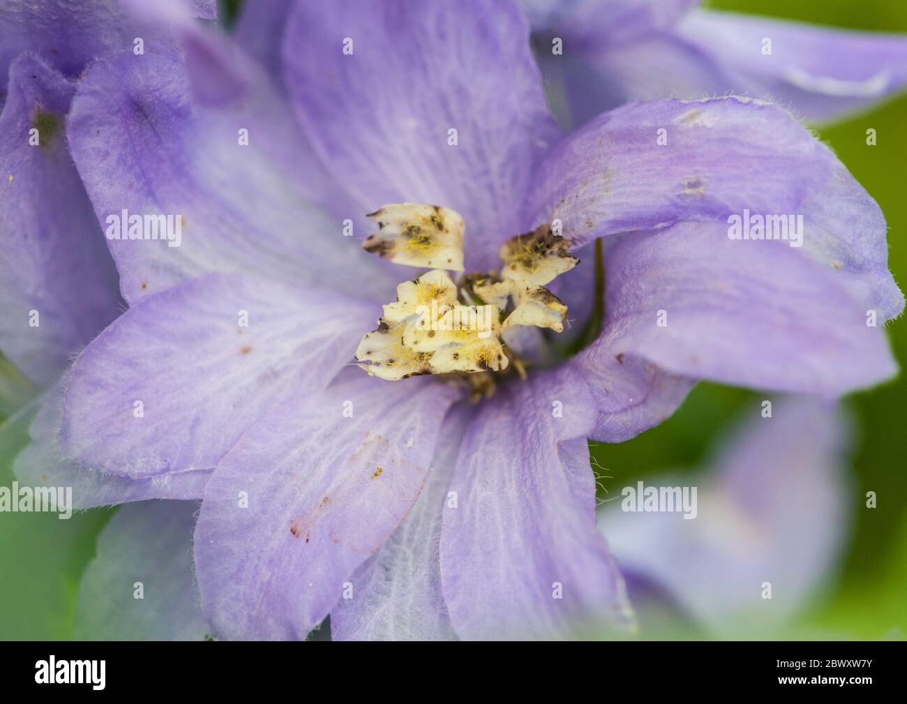 Light blue delphinium hi-res stock photography and images - Alamy