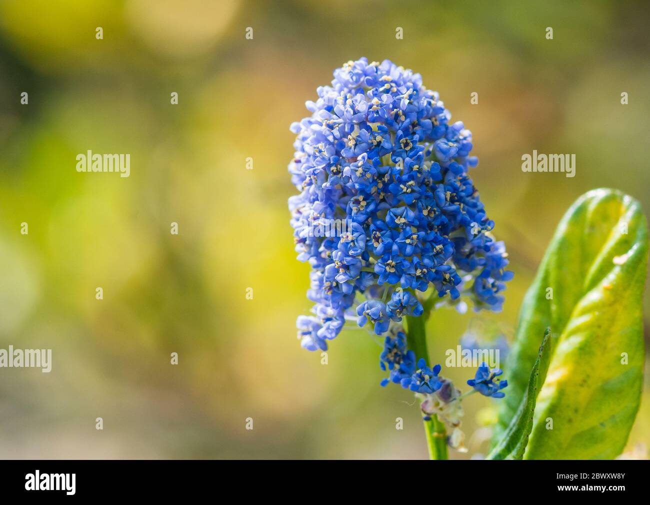 California lilac bush hi-res stock photography and images - Alamy
