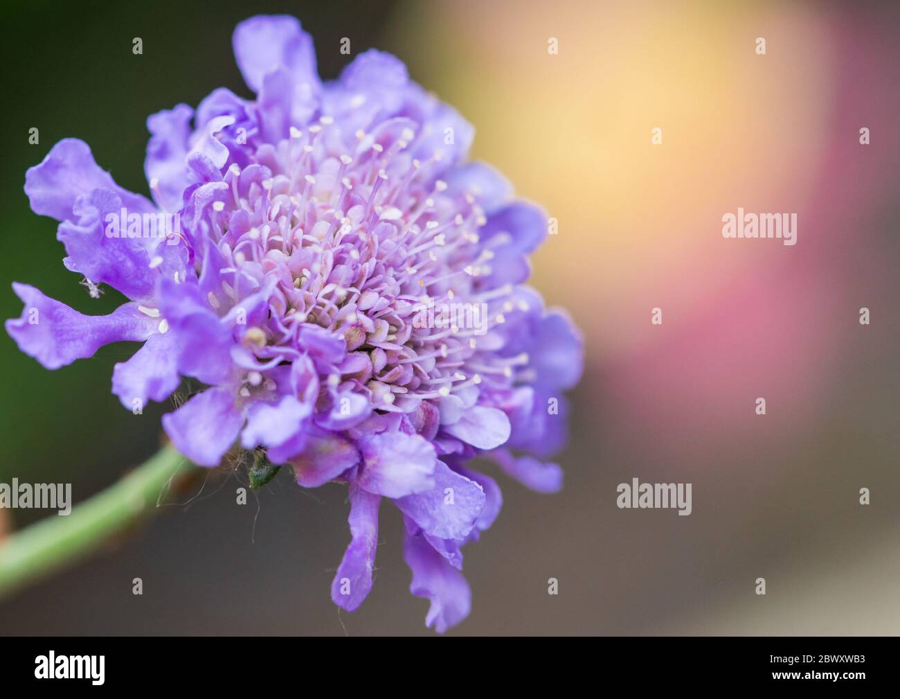 Blue scabious butterfly hi-res stock photography and images - Alamy