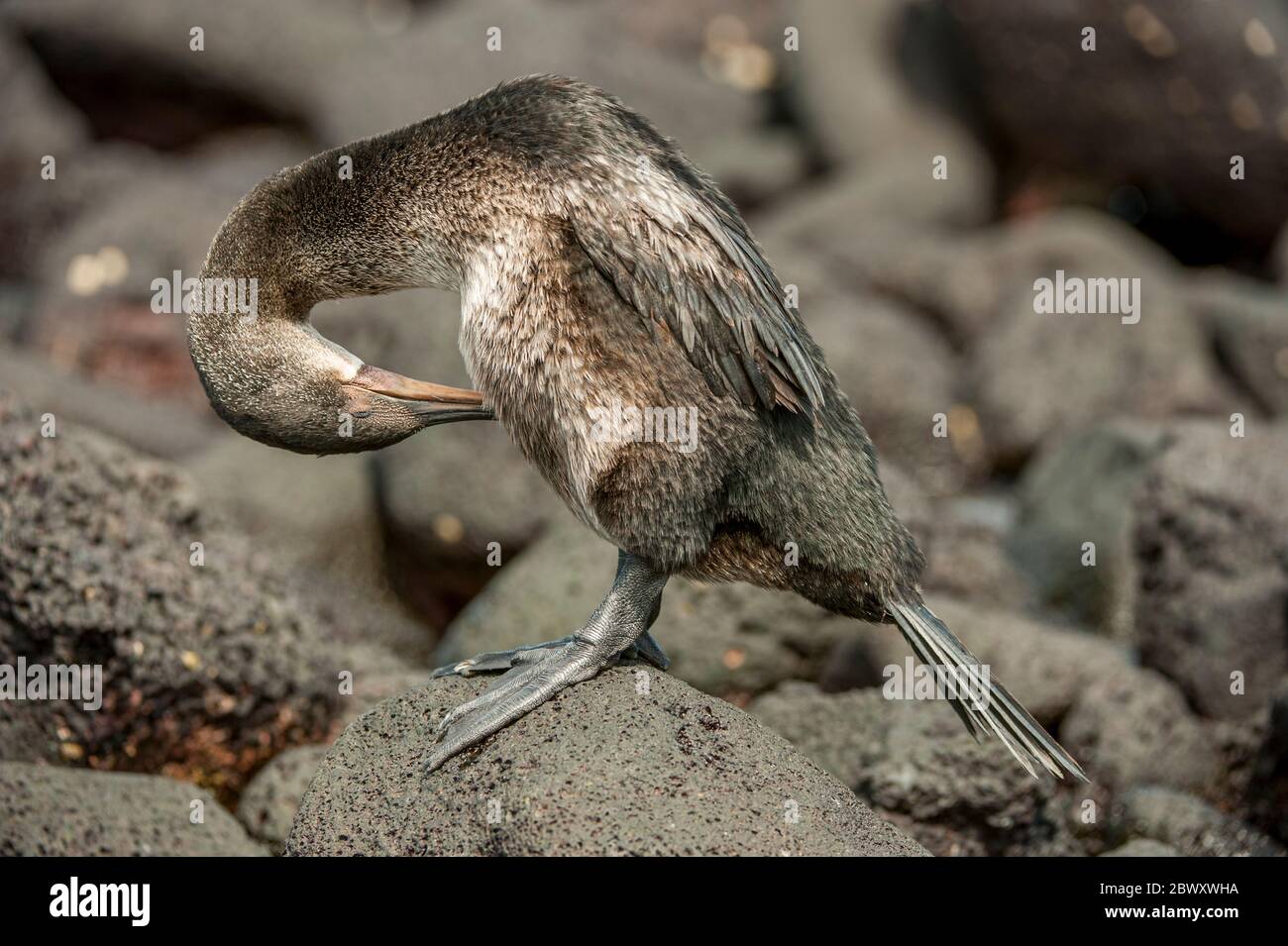 A flightless cormorant perched on a lava rock is preening the feathers ...