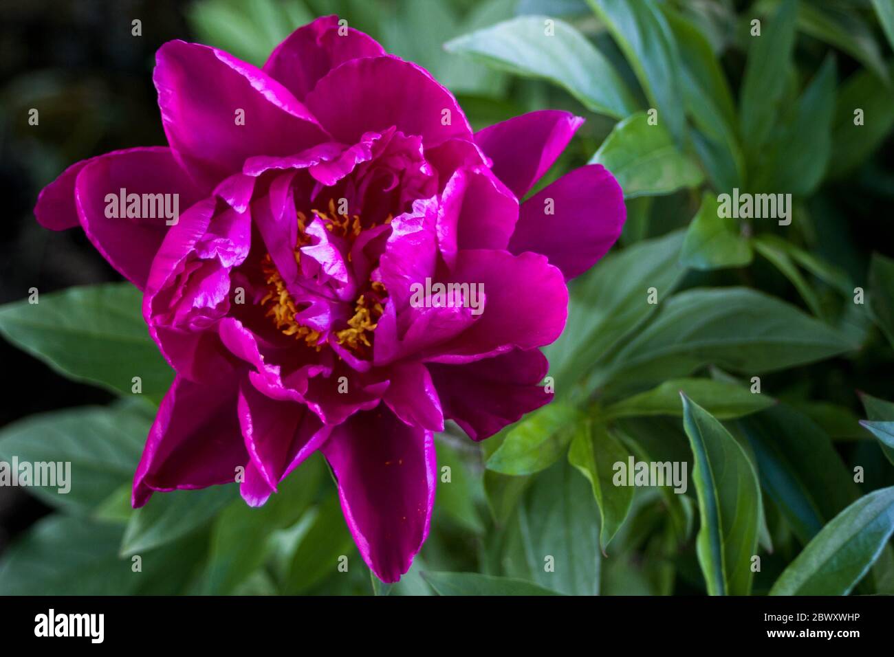 Purple peonies hi-res stock photography and images - Alamy