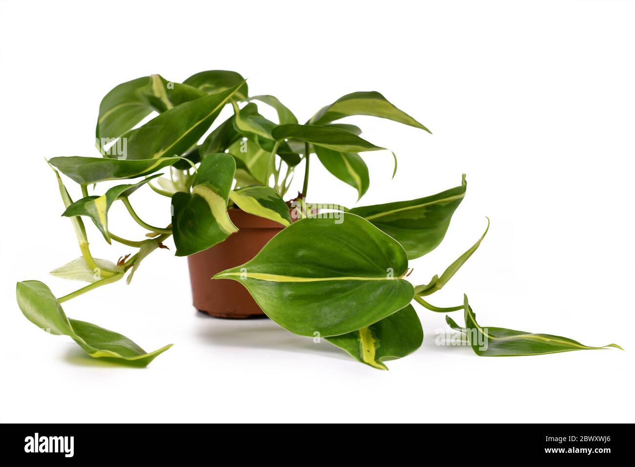 'Philodendron Hederaceum Scandens Brasil' tropical creeper house plant ...