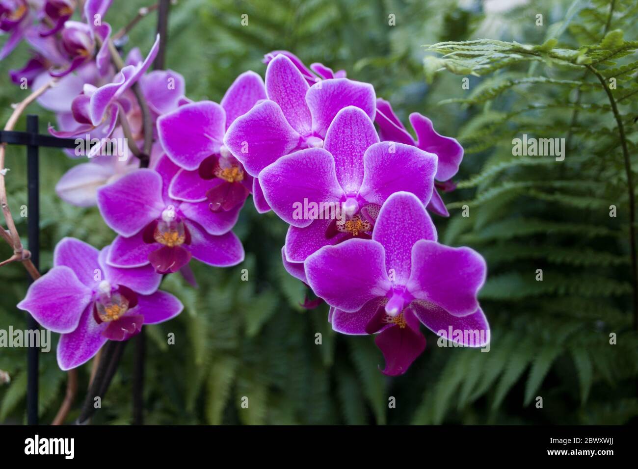Beautiful pink or magenta spotted orchids in front of green background ...