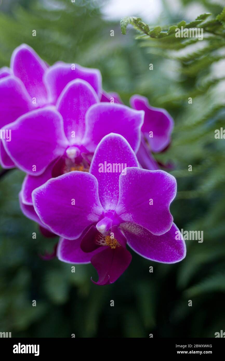 Beautiful pink or magenta spotted orchids in front of green background ...
