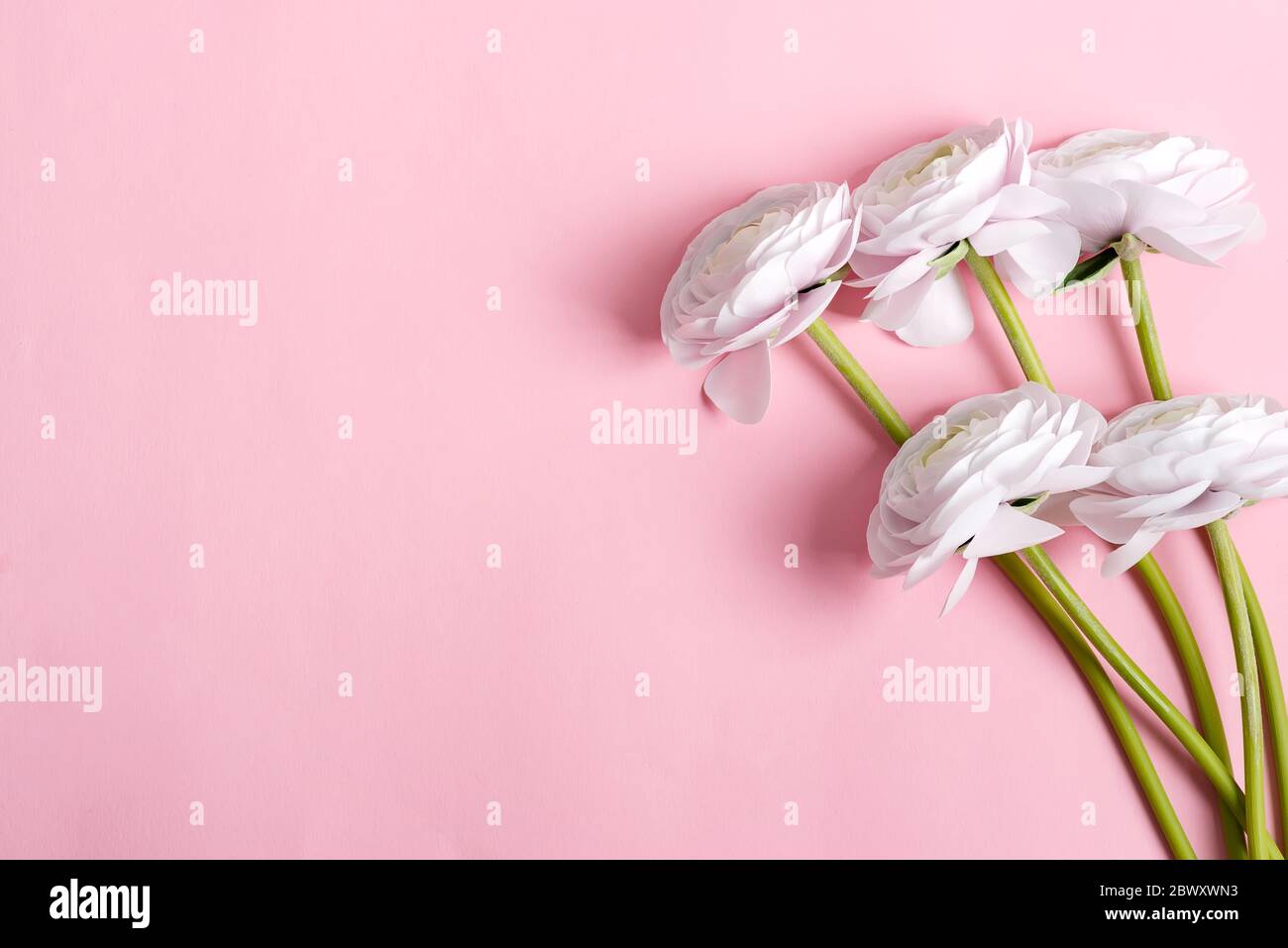 Congratulation frame from fresh natural white roses or ranunculus ...