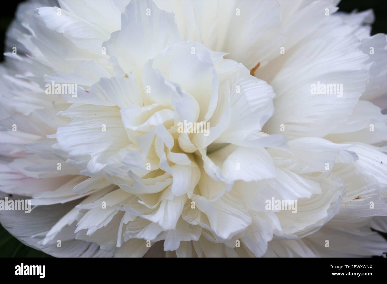 European peonies hi-res stock photography and images - Alamy