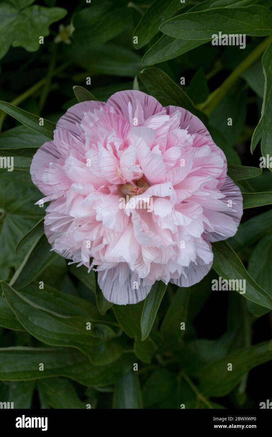 Light pink peonies hi-res stock photography and images - Alamy