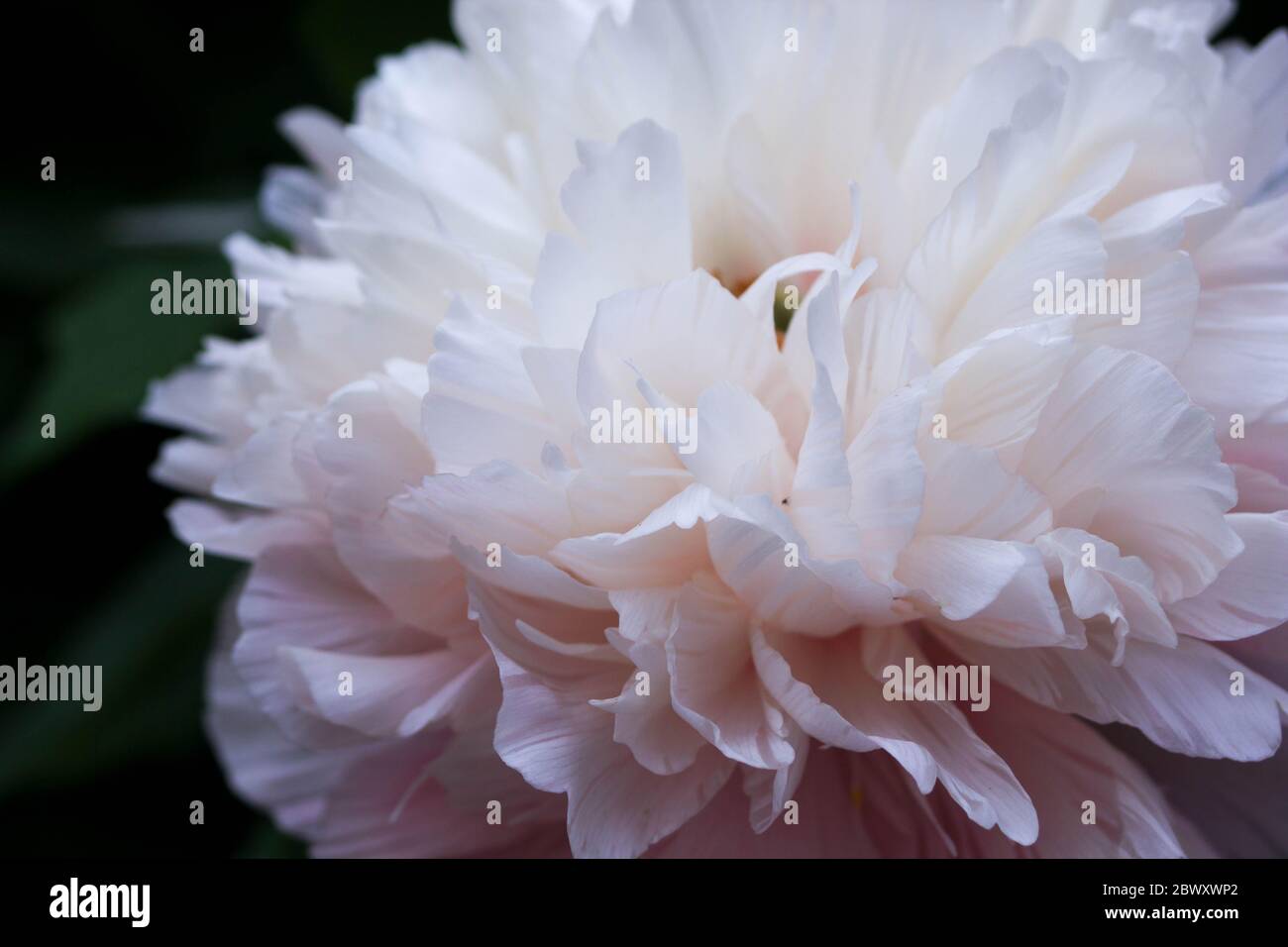 European peonies hi-res stock photography and images - Alamy