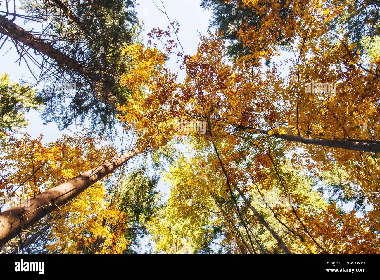 View of the tops of trees from below on a bright sunny day Stock Photo ...