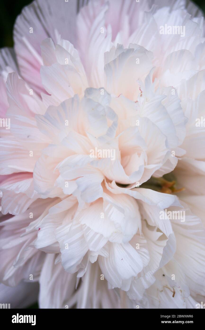 Light pink peonies hi-res stock photography and images - Alamy