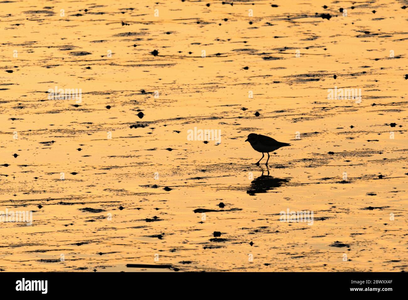 A Semipalmated Plover silhouette while foraging on a mud flat in SE ...