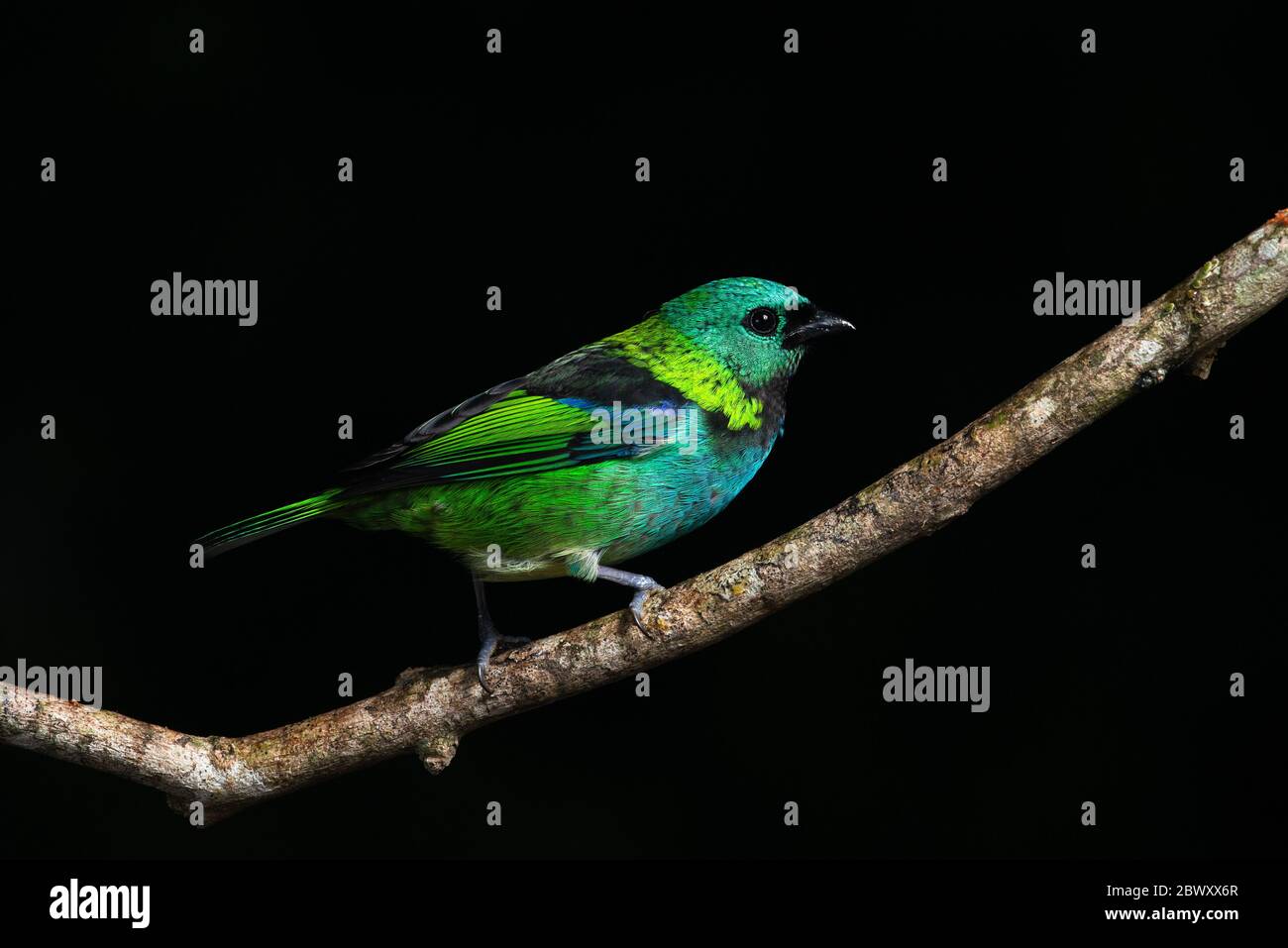 Rainforest tropical hi-res stock photography and images - Alamy