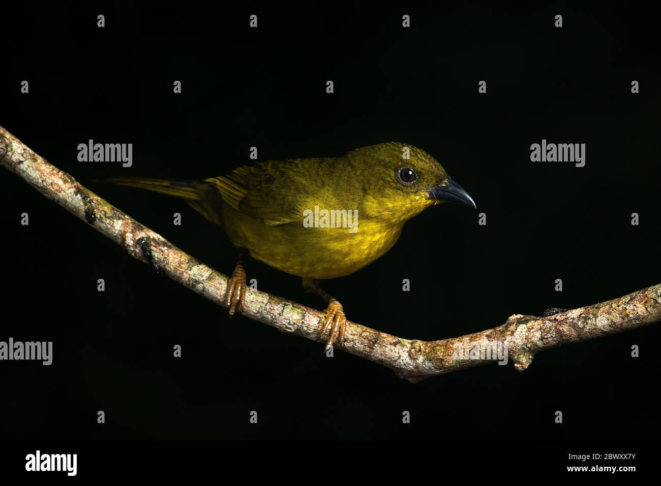 Olive-Green Tanager (Orthogonys chloricterus) from the Atlantic ...