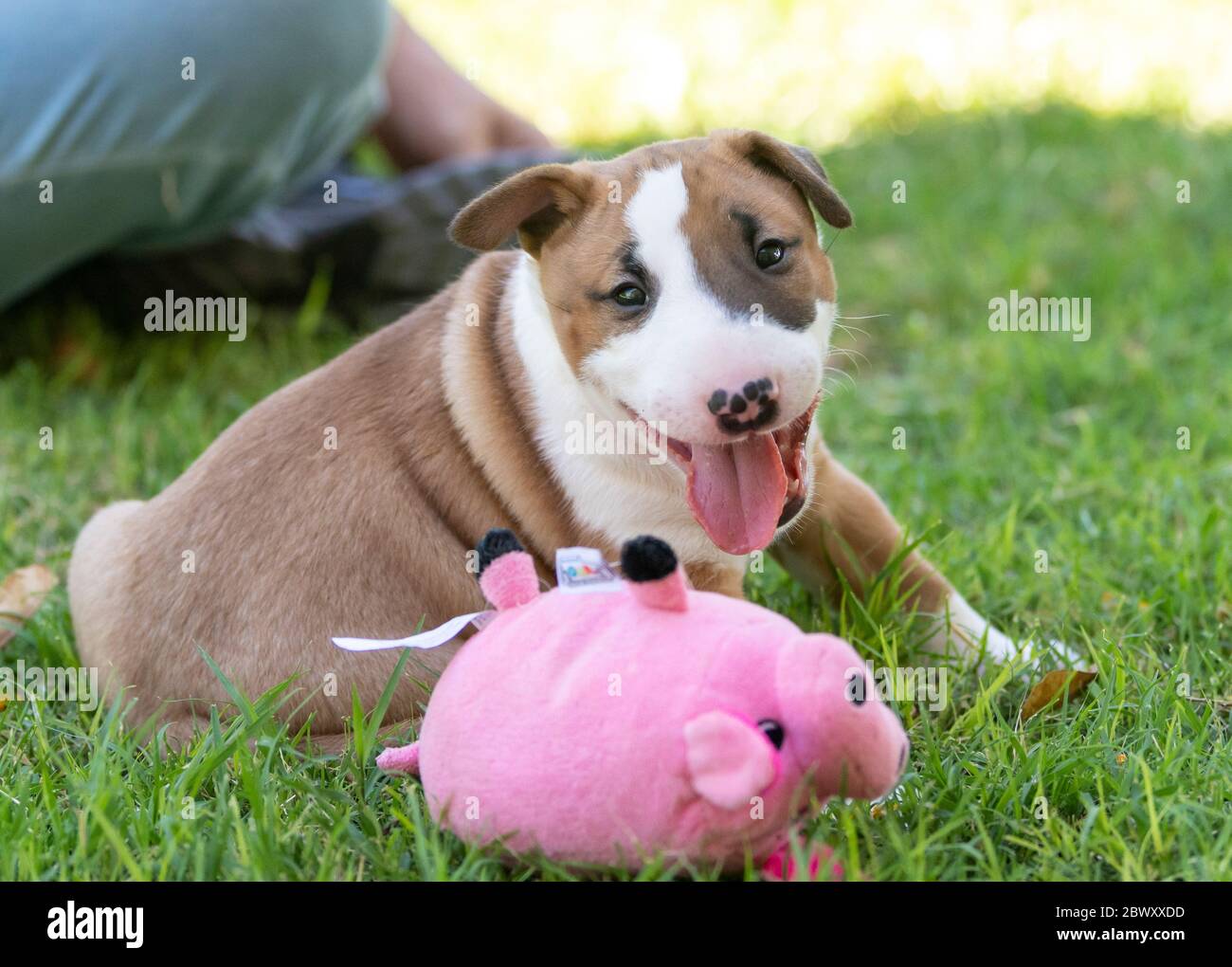 With a photograph of her bull terrier hi-res stock photography and ...