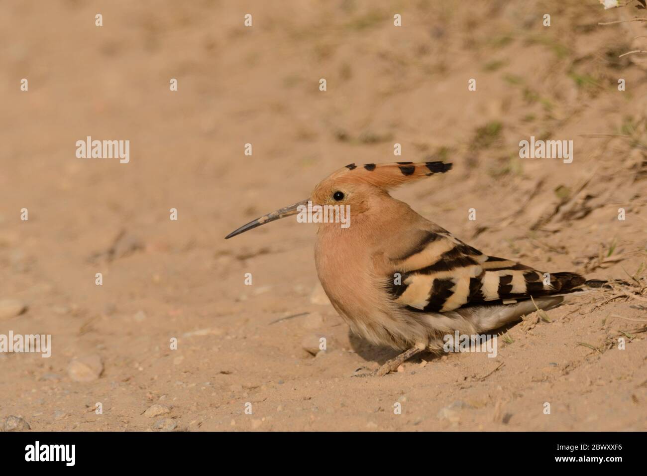 A common hoopoe (Upupa epops) taking a sand bath Stock Photo - Alamy