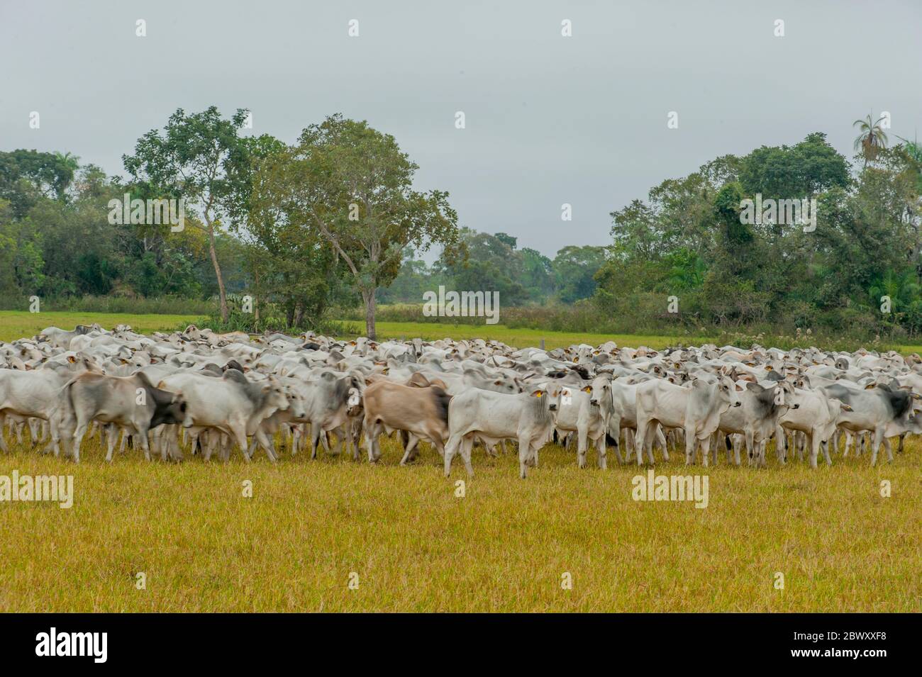 Pantaneiros (local cowboys) rounding up cattle on the Caiman Ranch in ...