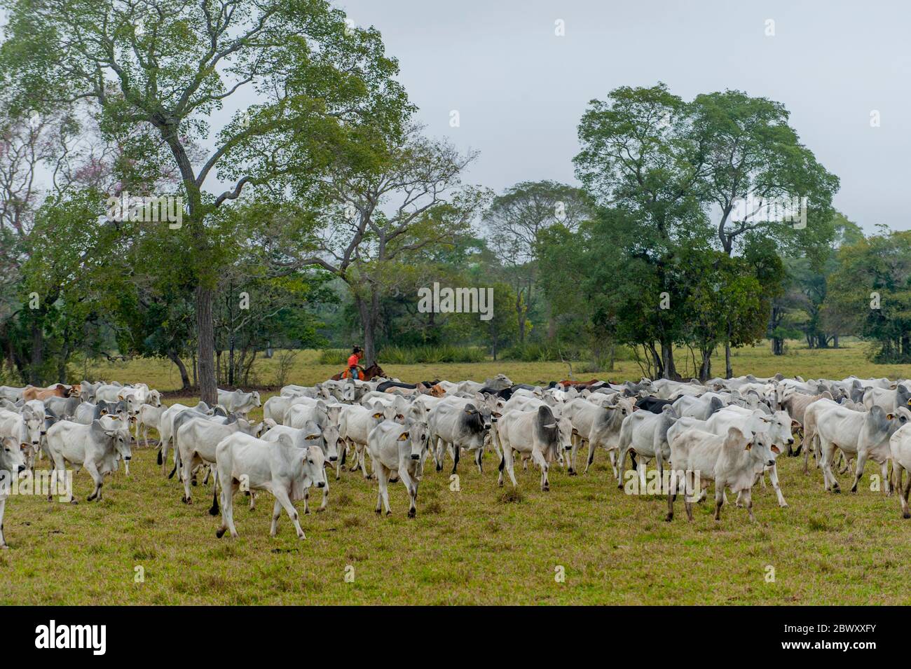 Pantaneiros (local cowboys) rounding up cattle on the Caiman Ranch in ...