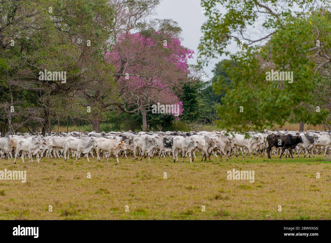 Pantaneiros (local cowboys) rounding up cattle on the Caiman Ranch in ...