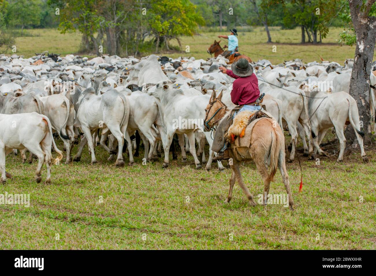 Pantaneiros (local cowboys) rounding up cattle on the Caiman Ranch in ...