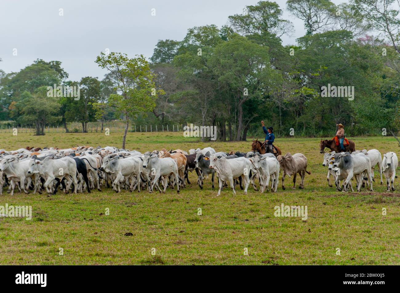 Pantaneiros (local cowboys) rounding up cattle on the Caiman Ranch in ...