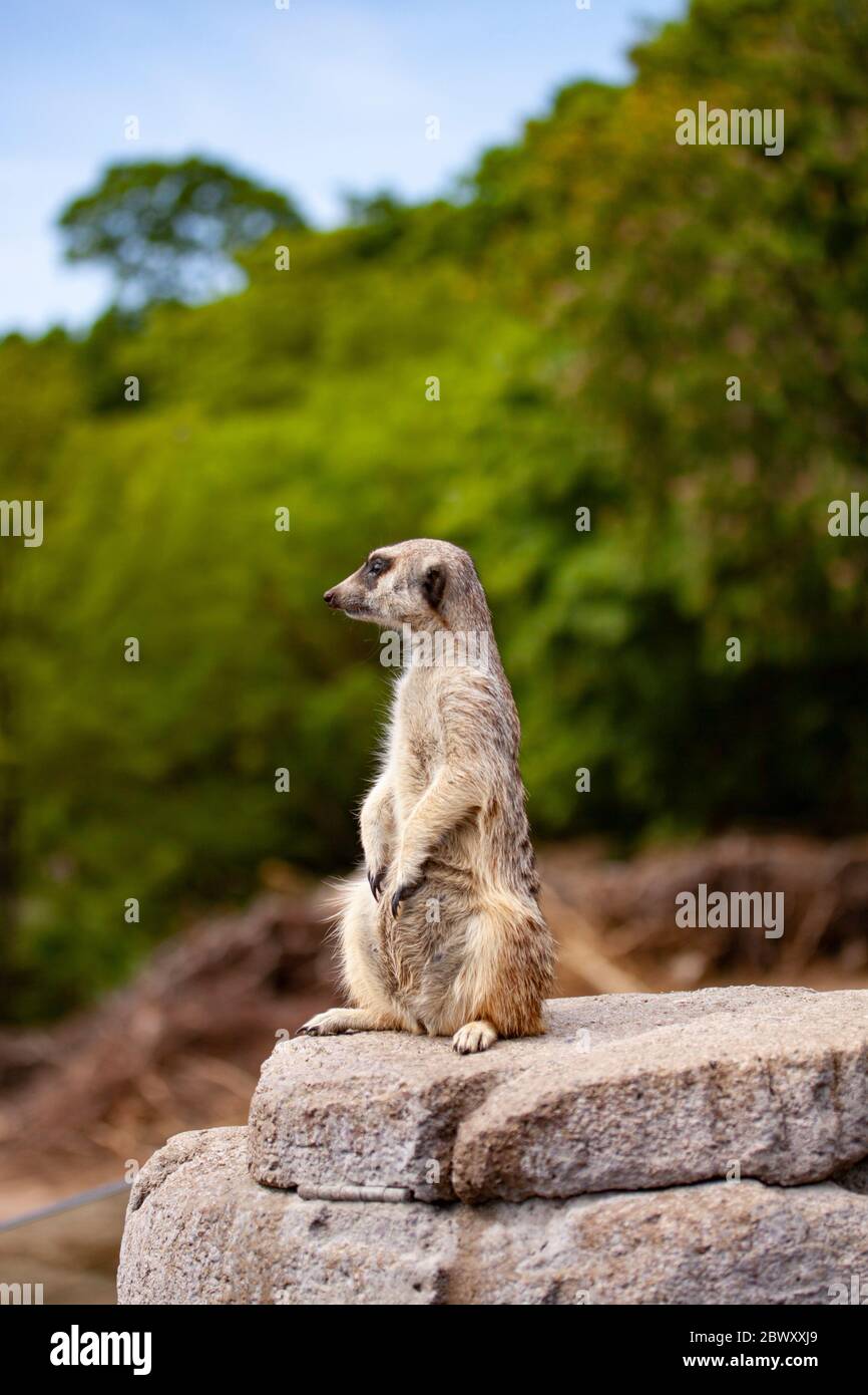 Suricate or meerkat standing and looking on a rock. Side view with ...
